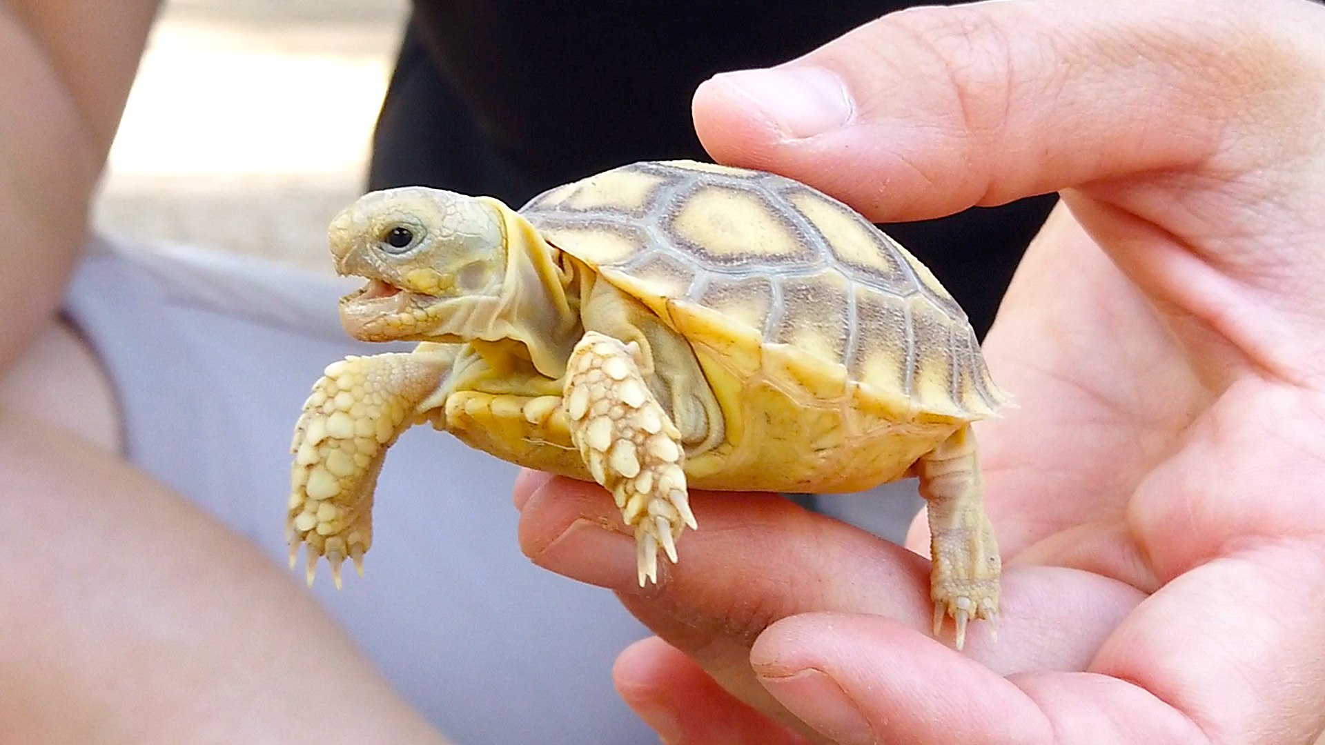 Baby Sulcata Tortoise