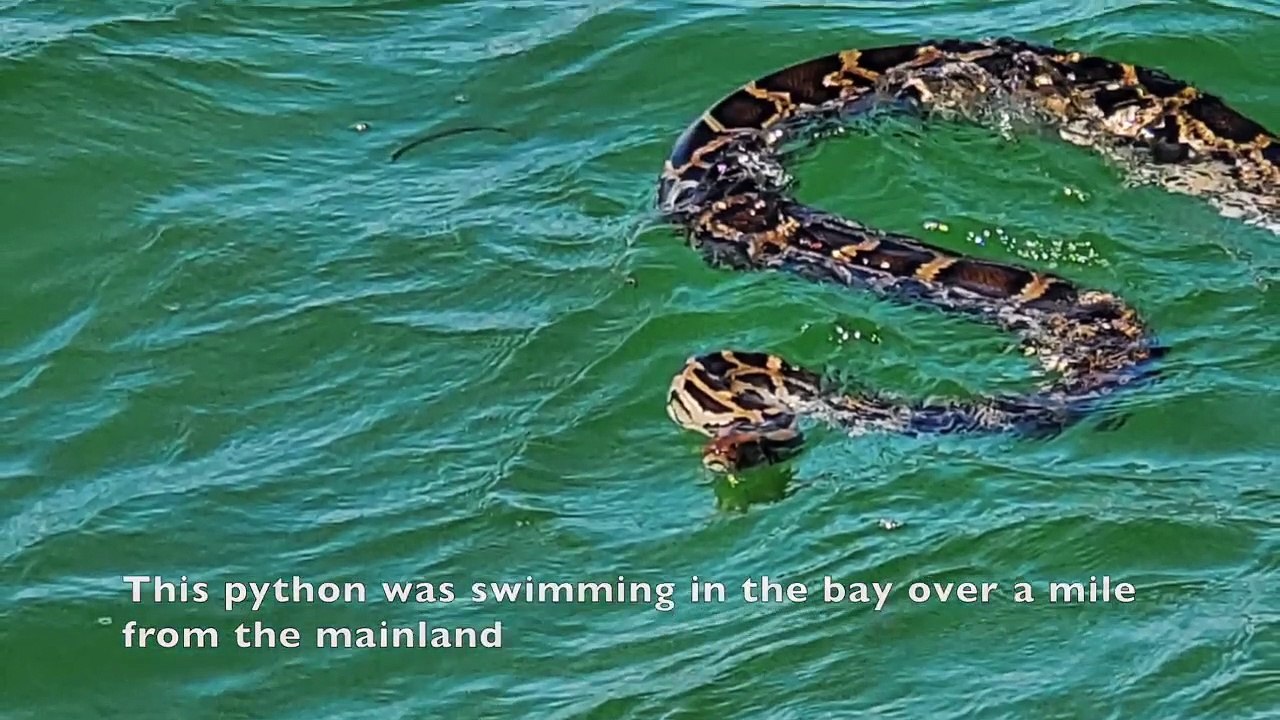 Un python de plus de 3 mètres repéré en train de nager sur les côtes de ...