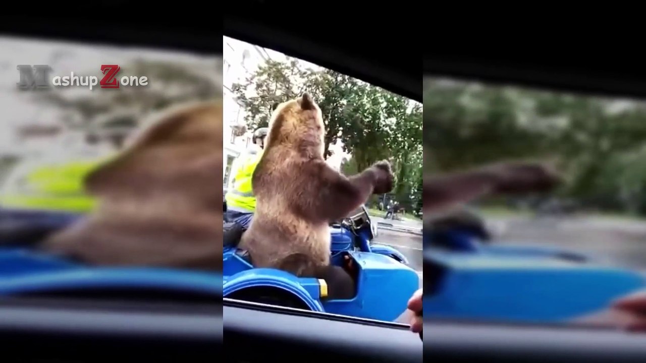 Top 10 Funny Animals Behaving Like Humans - Try Not To Laugh Challenge ...