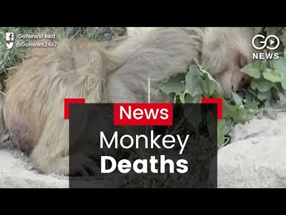 Over 100 Monkeys Dead - video Dailymotion