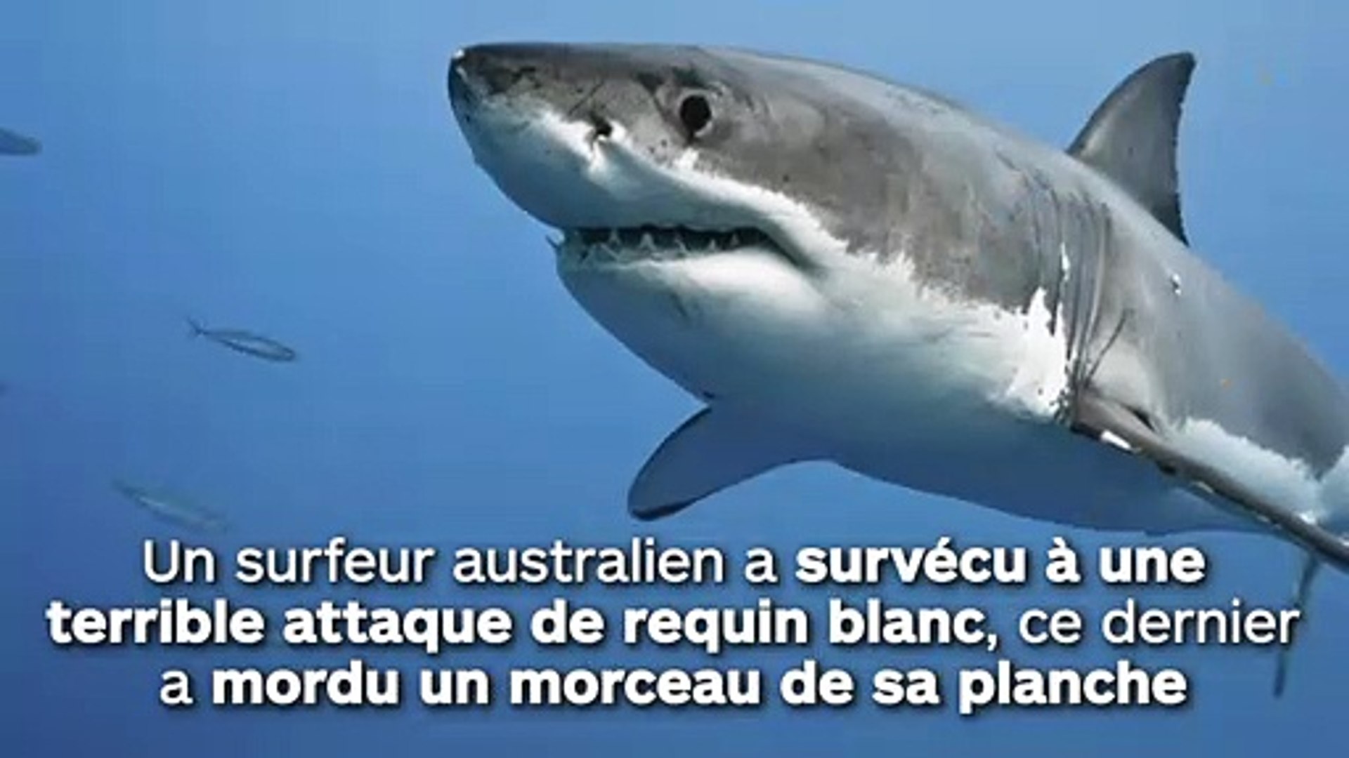 Attaque D'un Grand Requin Blanc Par Un Surfeur