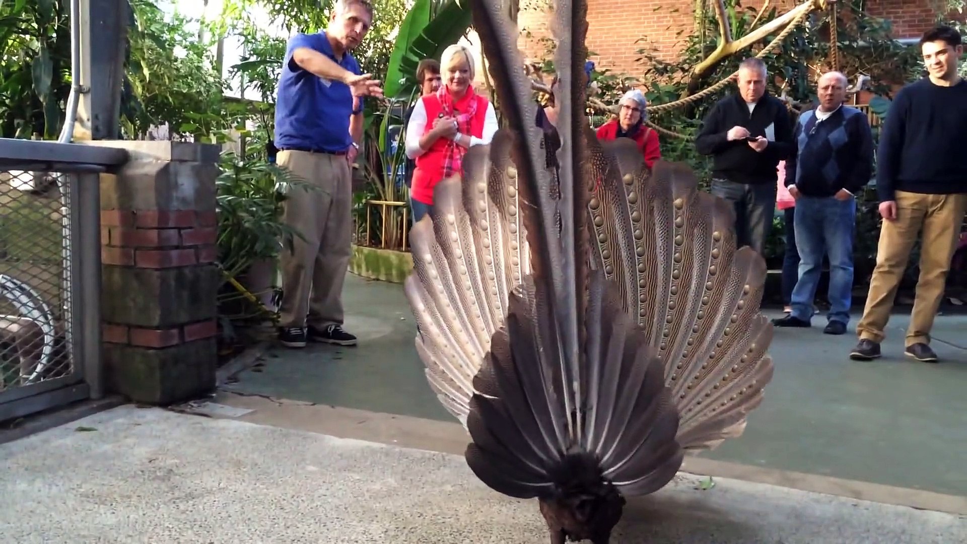 Argus Pheasant Display