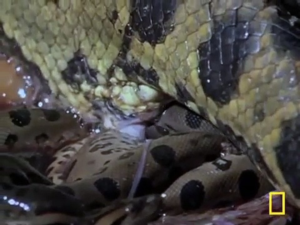 Anaconda giving birth to Babies - video Dailymotion