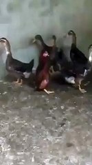 Funny video by Shinaki Tv HD - Dailymotion