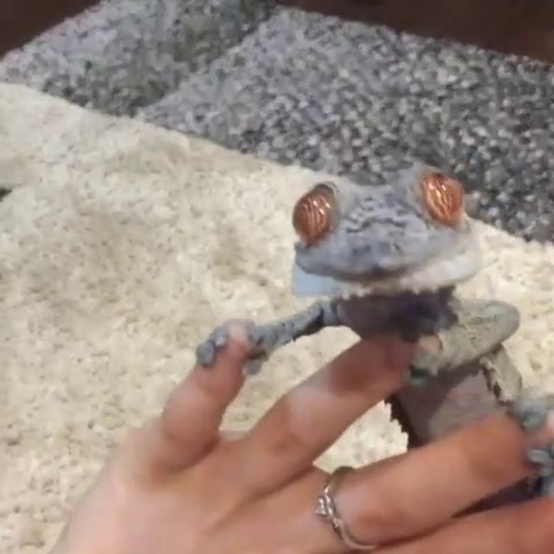 Lézard Mignon