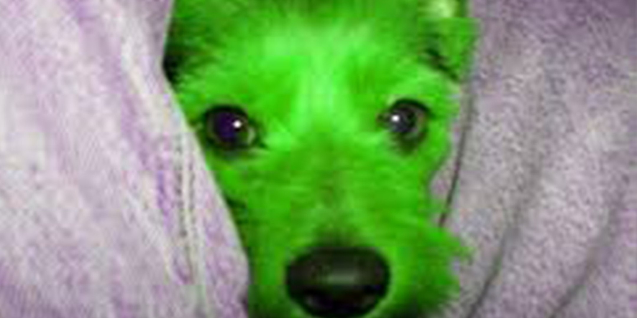 Que Es Un Perro Verde