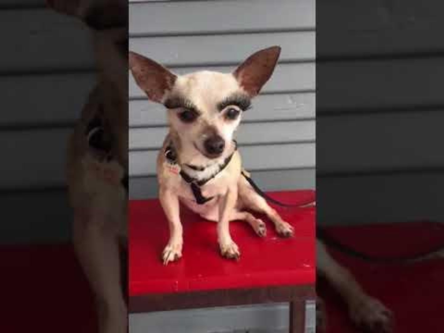 Dog Fake Eyelashes