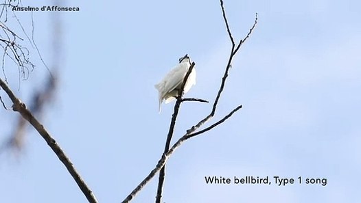 White Bellbird Has World's Loudest Bird Call - video dailymotion