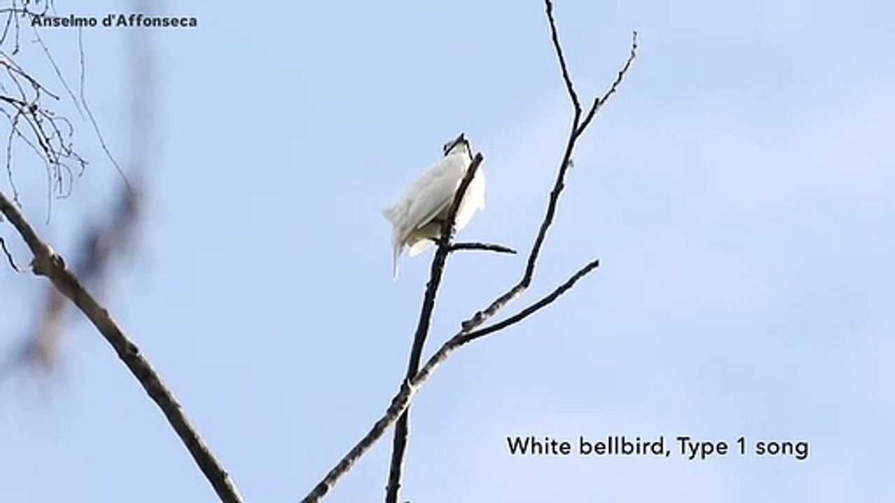White Bellbird Has World's Loudest Bird Call - video Dailymotion