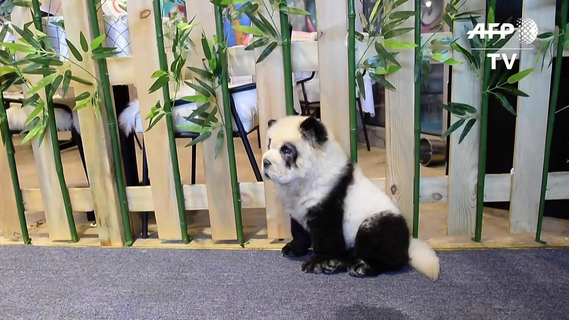 Where Can You Pet A Panda In China