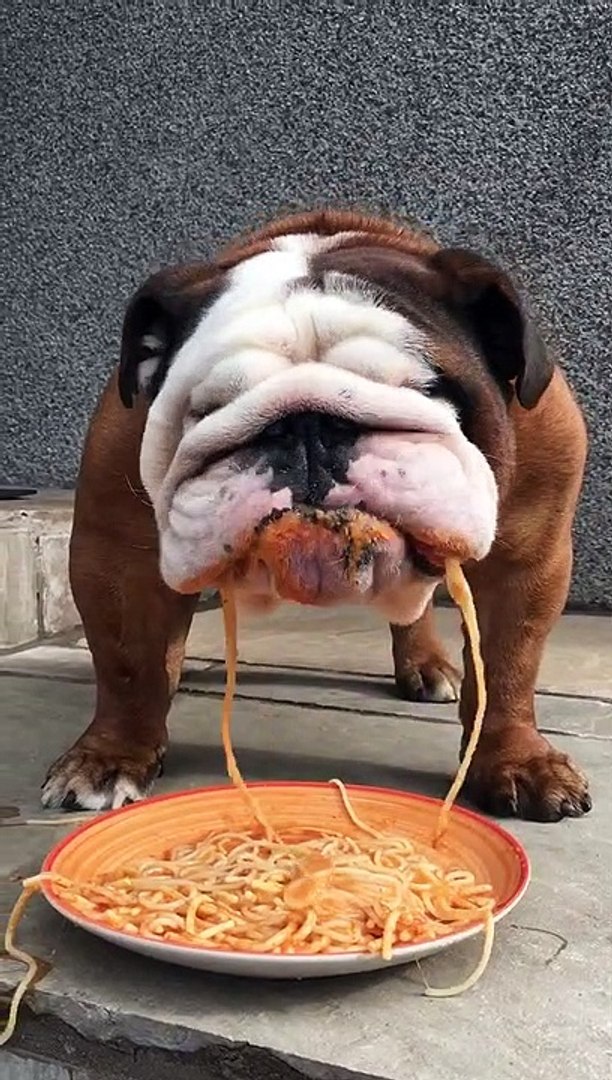 Are English Bulldogs Slobbery