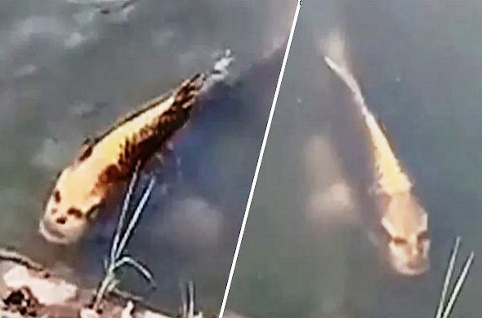 Poisson Avec Corps Humain