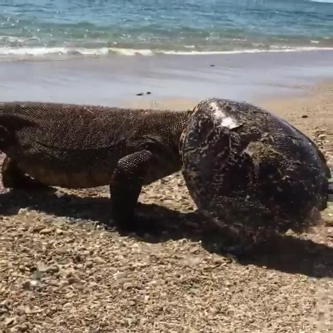 The massive Komodo dragon ѕwаɩɩowed a turtle because it couldn’t chew ...