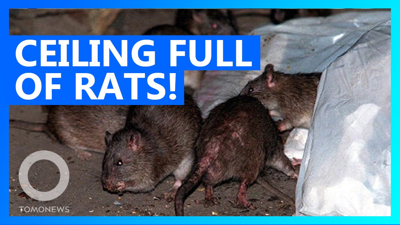 Handyman fired after ceiling full of rats falls on him - video Dailymotion