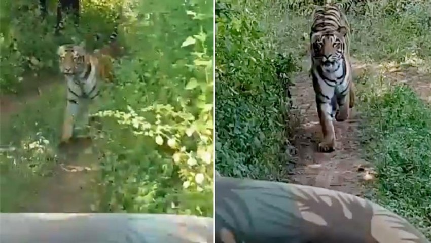 wayanad: forest rangers set cage for trapping man eating tiger ...