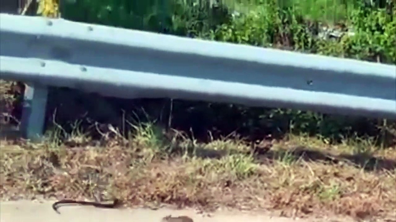 La valiente mamá rata que lucha contra la serpiente para salvar a su ...