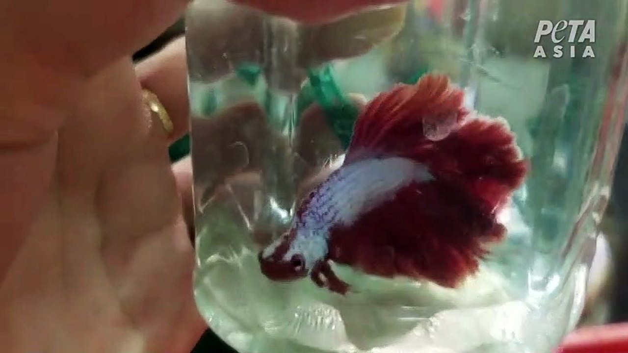 Watch: Undercover Peta Video Reveals ‘Horrendous Neglect' Of Betta Fish ...