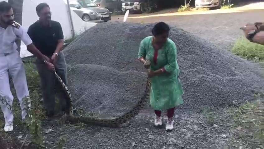 వీడియో వైరల్: మగాళ్లకు సవాల్.. బతికున్న కొండ చిలువను పట్టుకున్న మహిళ ...