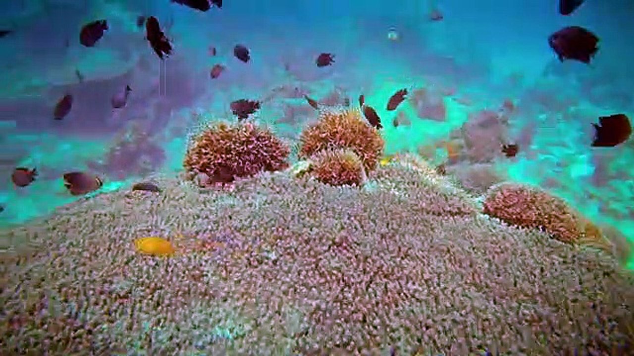 The 3 Tails - A Mermaid Adventure Official Trailer #1 (2015) HD - Vídeo ...