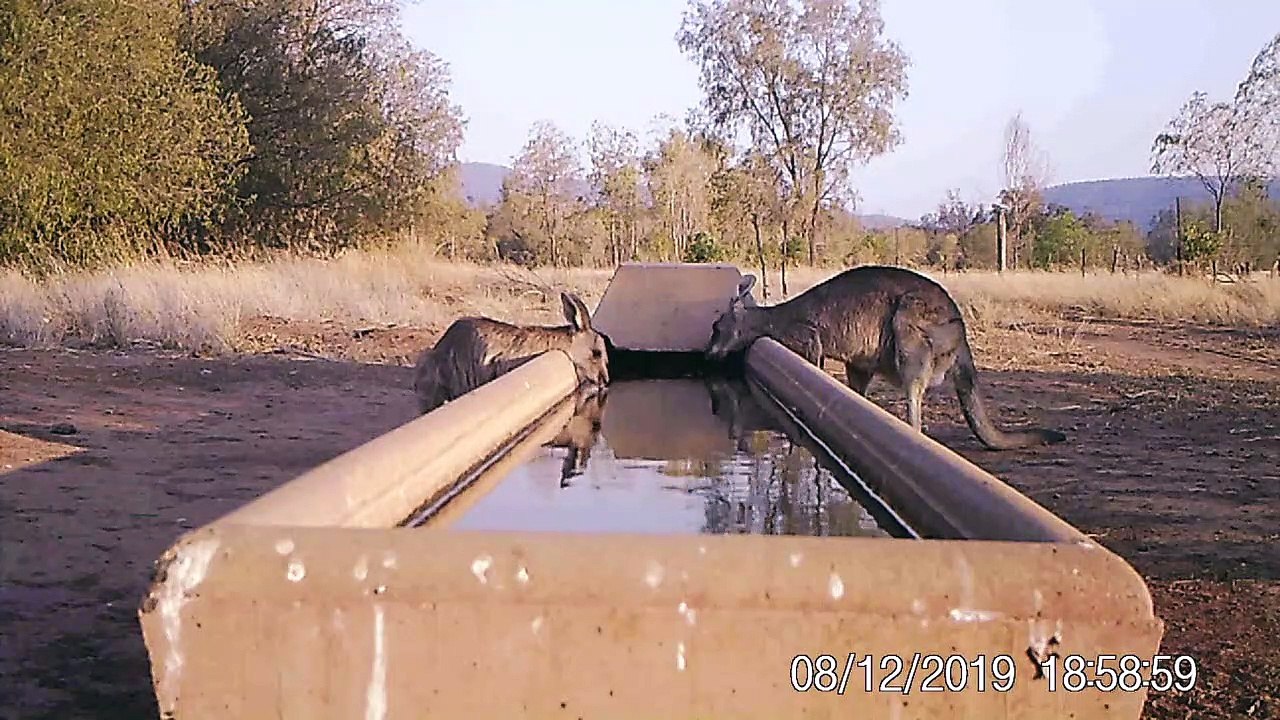 Animals Dip in for a Drink During Australian Drought - video Dailymotion