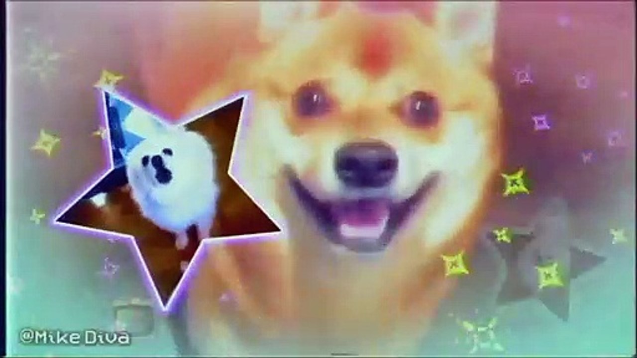 SHIBE DOGE Doggo Meme Compilation - video Dailymotion