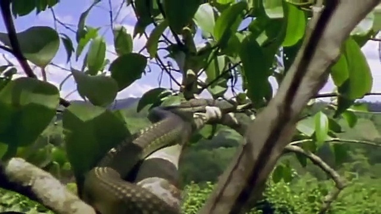 Flying Snakes hunting Flying Dragon Leaping Lizard National Geographic ...