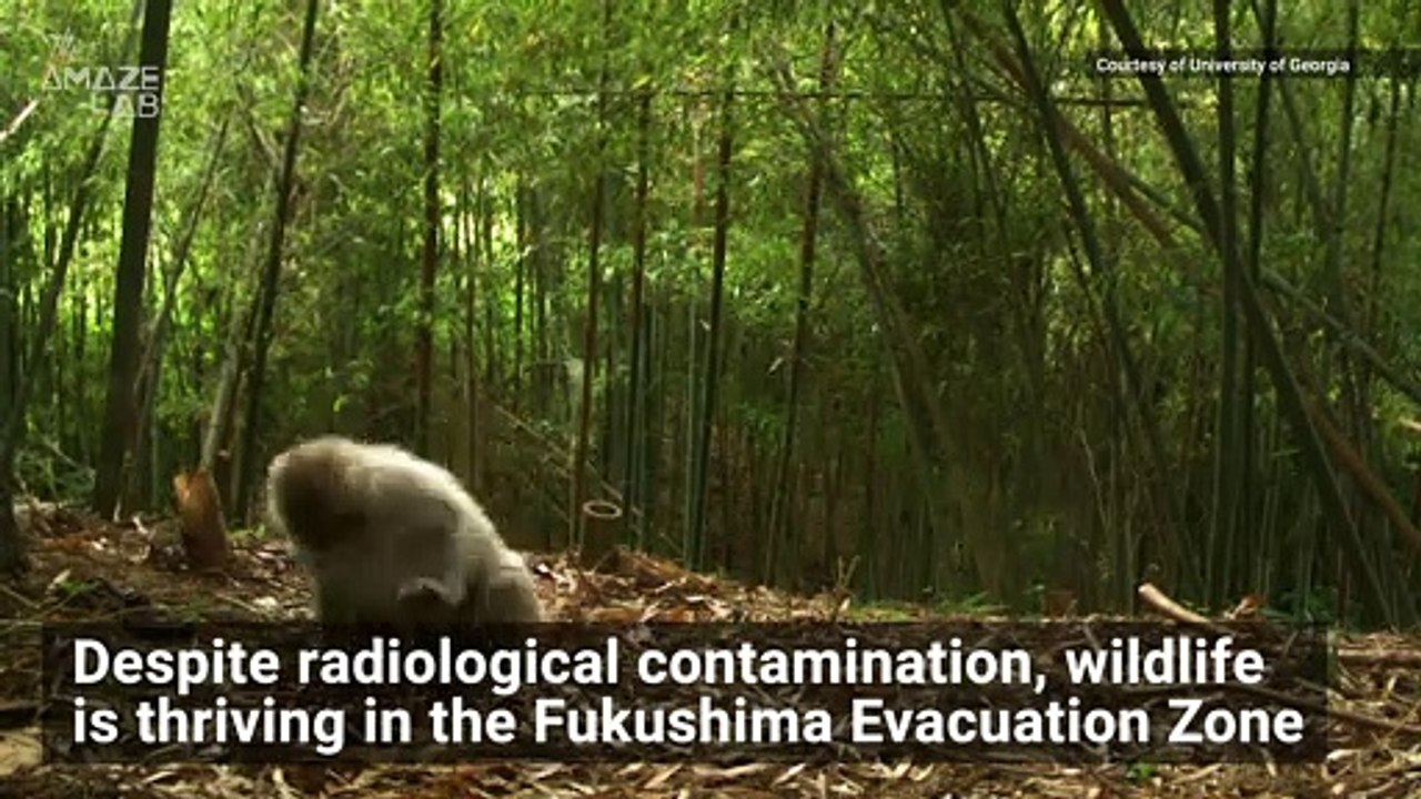 Wildlife Captured on Camera Thriving in Fukushima Evacuation Zone ...
