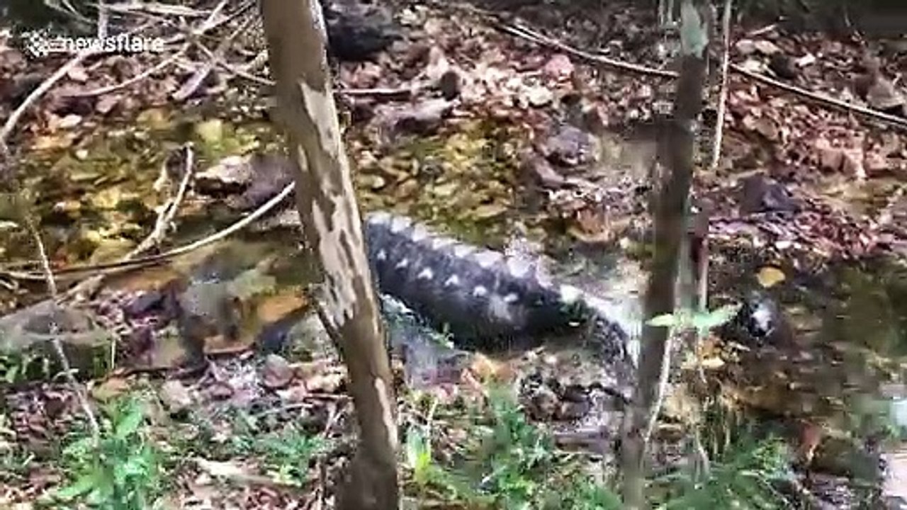 Python cools off in a stream after swallowing wild boar - video Dailymotion