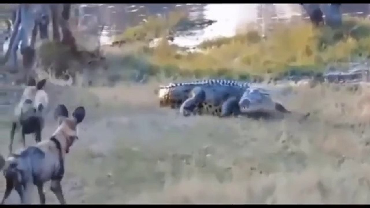 Most amazing moments of wild animals fights|Wild animal documentary ...