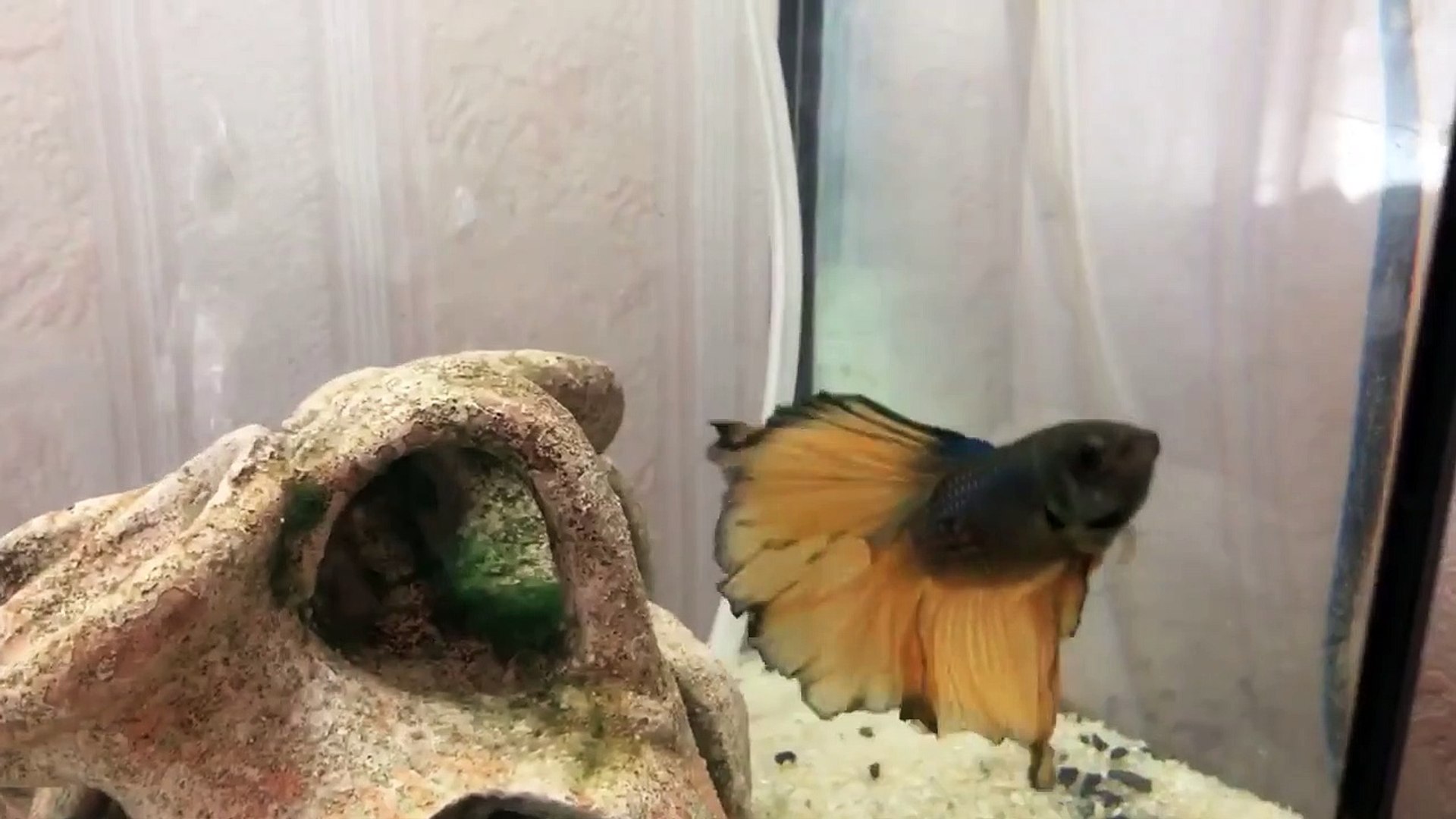 Le Plus Beau Poisson Betta Du Monde Poisson Betta Crowntail Rouge