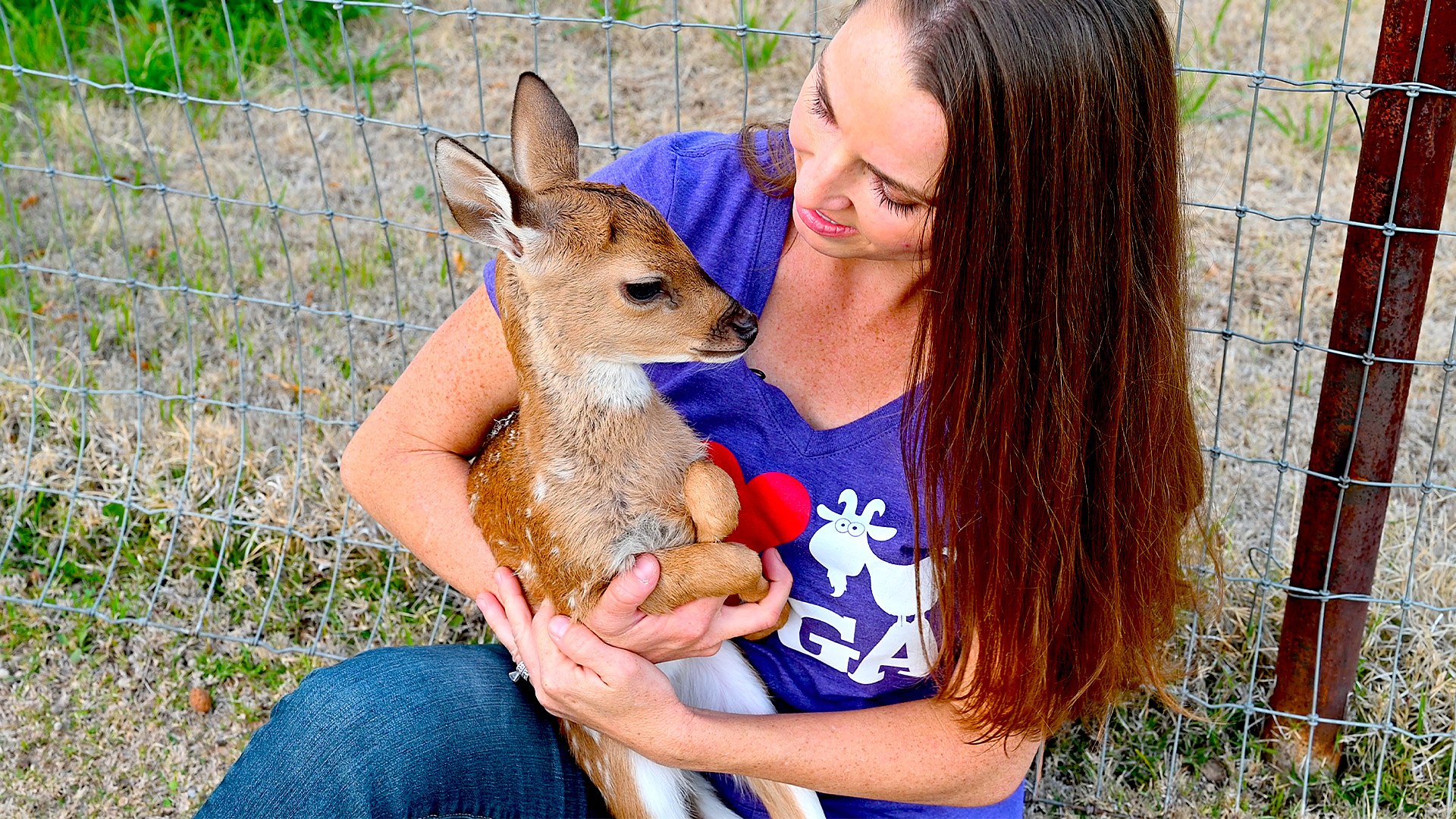 Baby Axis Deer