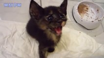 Funny Cats and Kittens Meowing Compilation - video Dailymotion