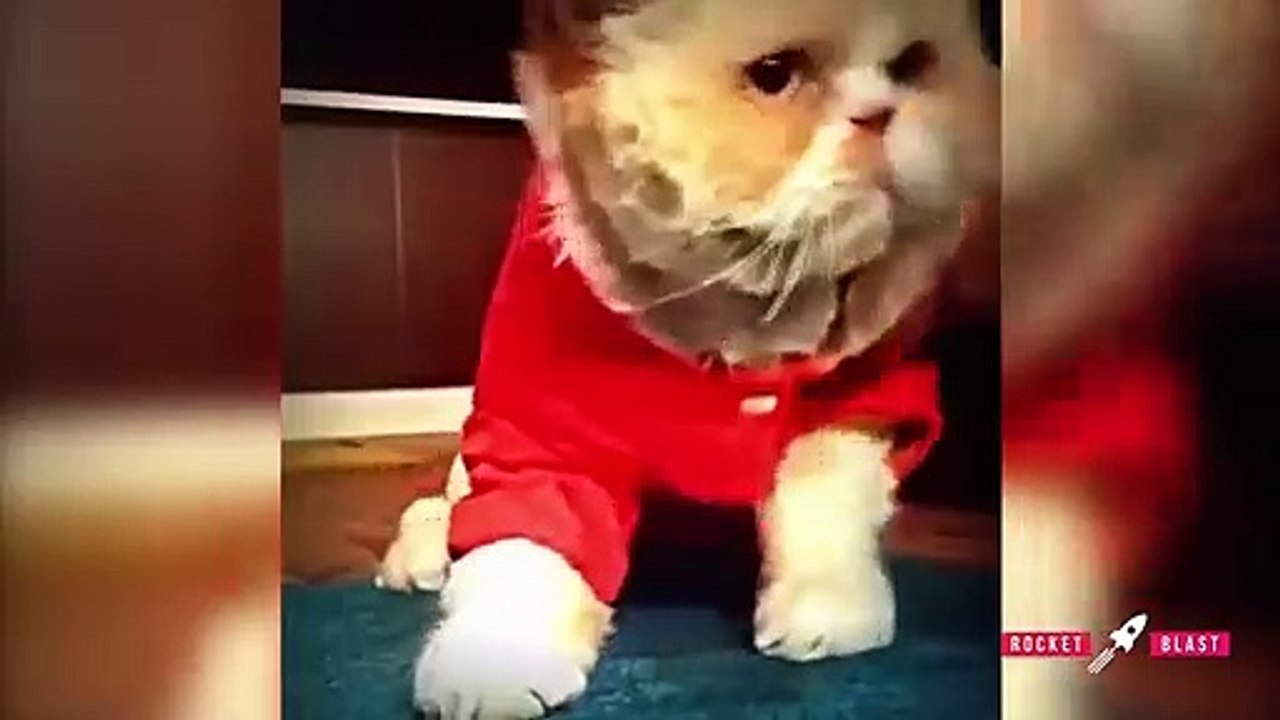 Funniest Cats Dancing to Music - Cat funny video compilation - Cat ...