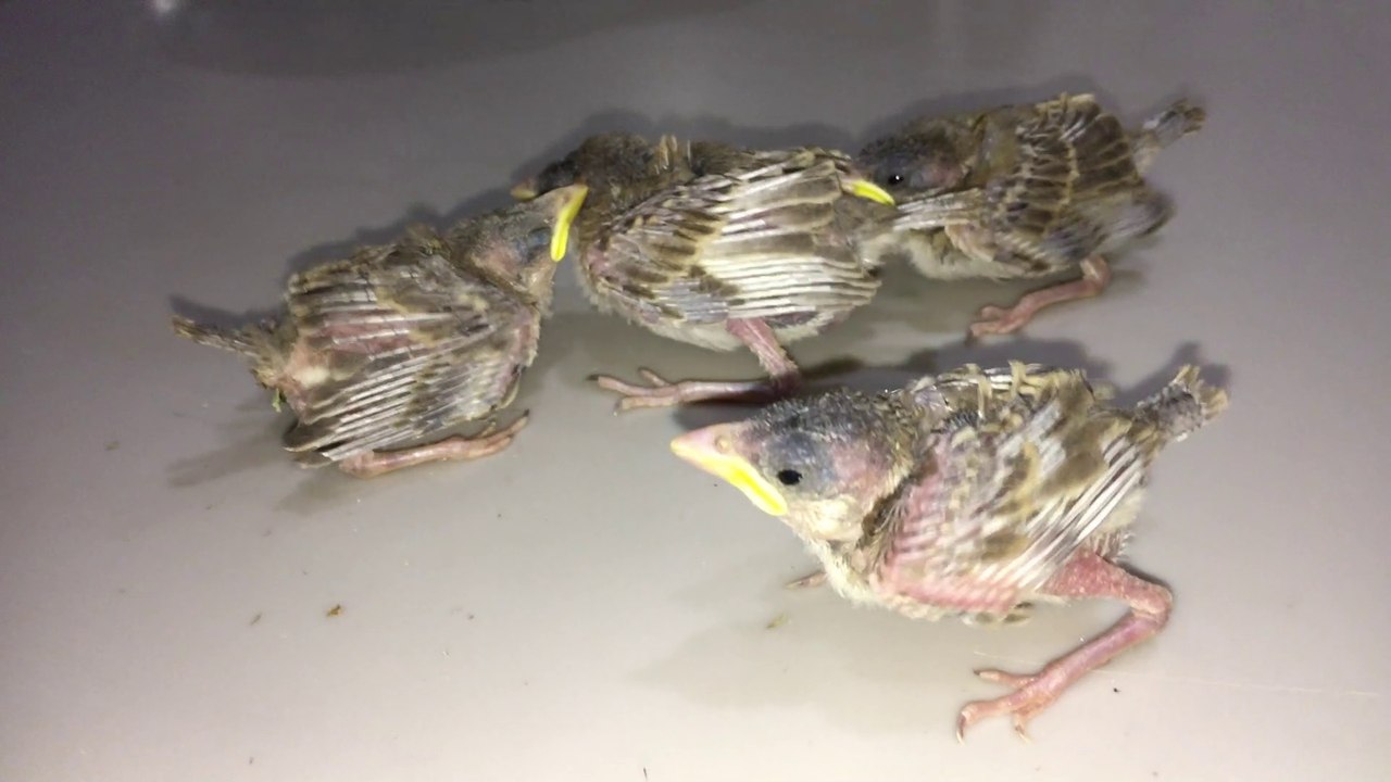 Raising birds at home - فيديو Dailymotion
