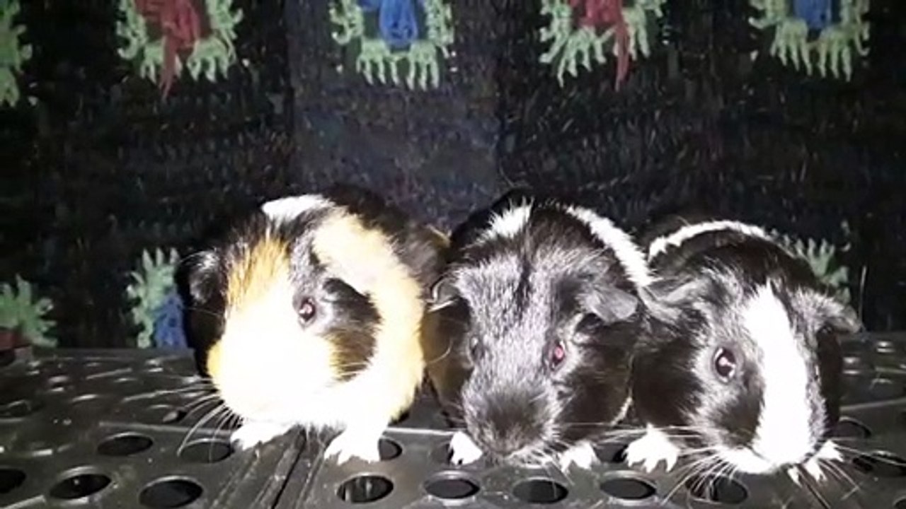 CAVIA PORCELLUS DAVID 20200521_081024 - video Dailymotion
