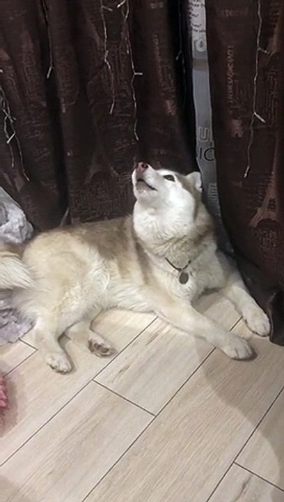 Husky's Really Shrill Roar - video Dailymotion