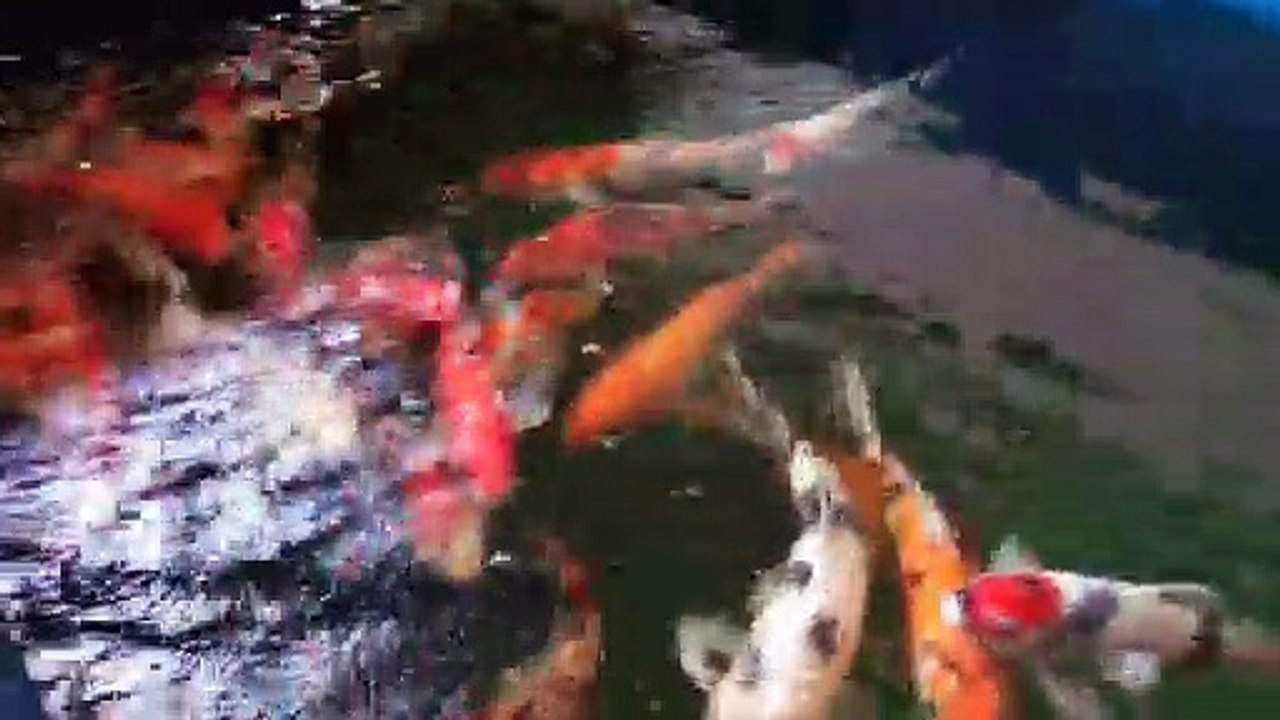 Kolathur color fish market/ whole sale and retail shop in kolathur ...