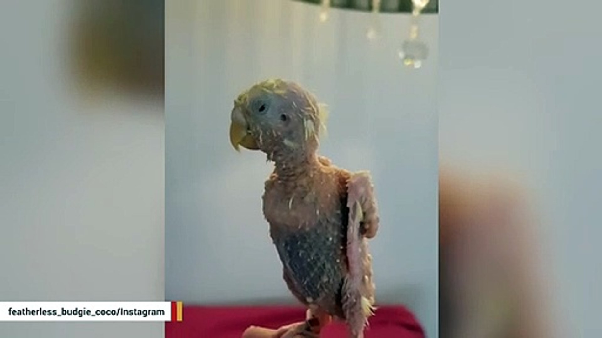 Featherless Parrot