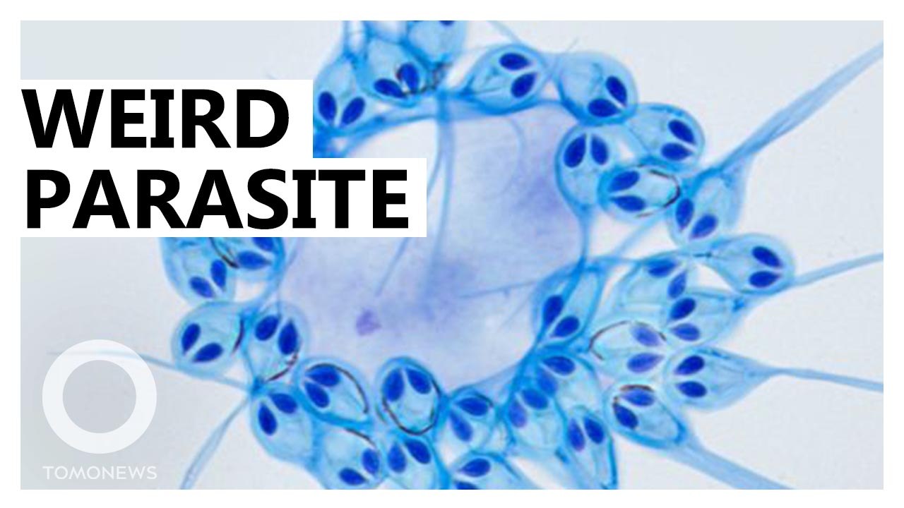 Scientists discover parasite blobs that do not breathe - video Dailymotion