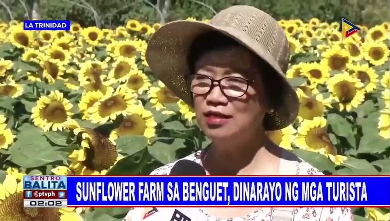 Sunflower farm sa Benguet, dinarayo ng mga turista - video Dailymotion
