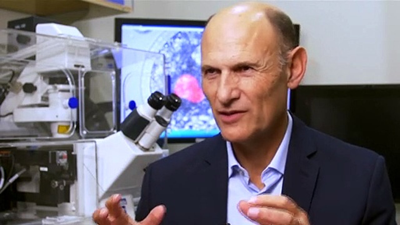 Creado el primer híbrido de un humano y un cerdo en un laboratorio ...