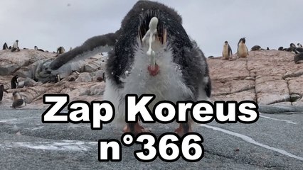 Vidéos de Koreus - Dailymotion