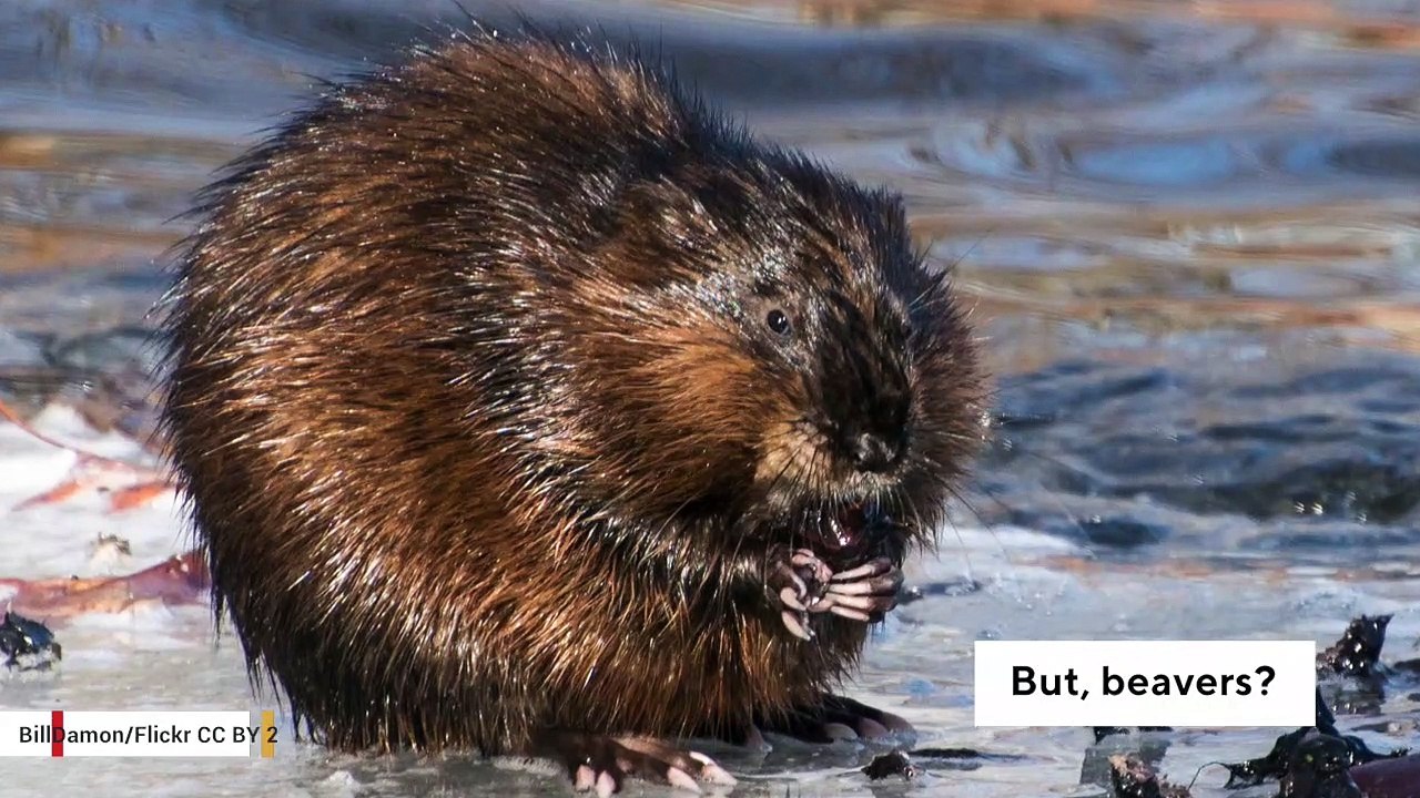 Meet The Parachuting Beavers From 1950s - video Dailymotion