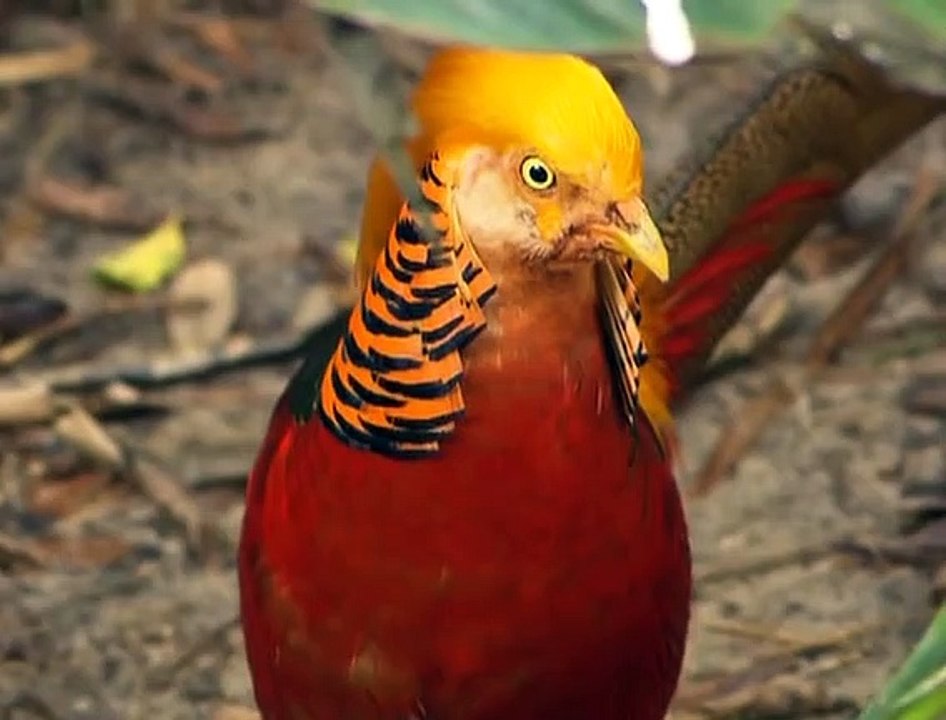 Baby World Animal Adventure - video Dailymotion