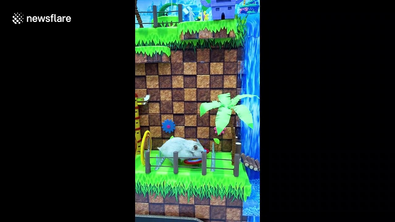 Hamster completes 'Sonic the Hedgehog' inspired maze with ease - video ...