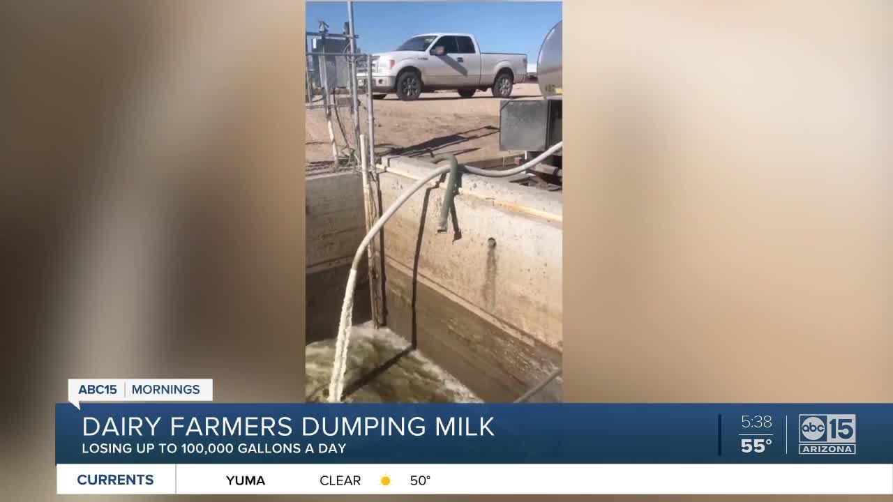 Dairy farmers dumping thousands of gallons of milk daily - video ...