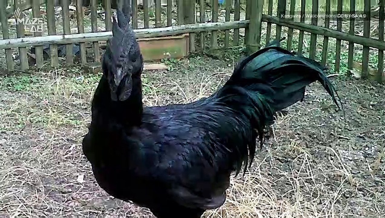 Rare Goth Chicken Has Black Bones, Organs, and Meat - video Dailymotion