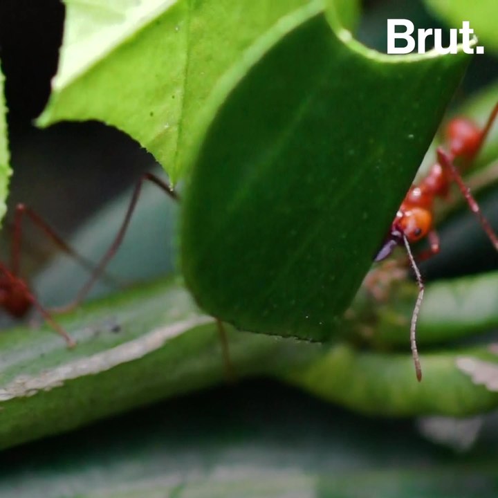 How ants carry heavy loads - video Dailymotion