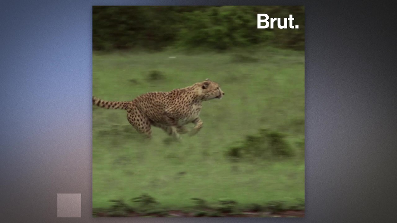 These animals are the world's best hunters - video Dailymotion