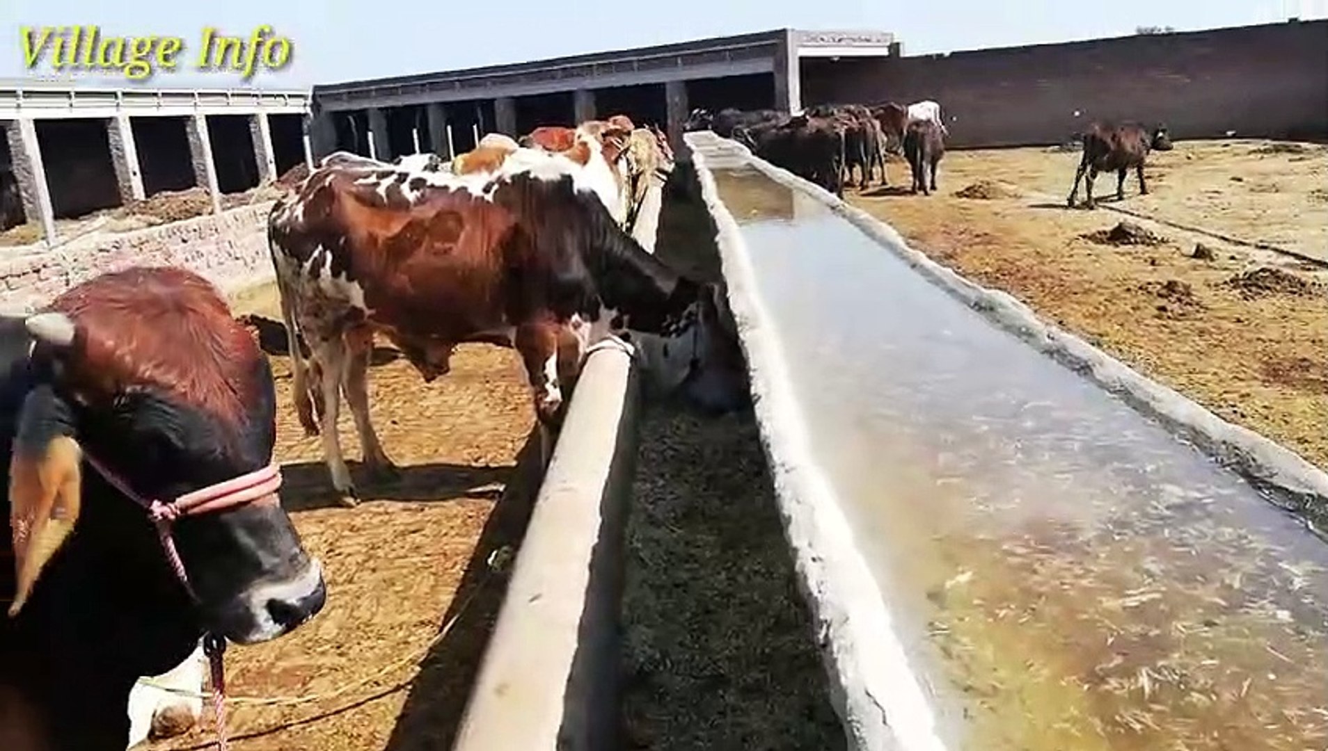 Cattle Farming In Pakistan HBL Livestock Fund – HBL Asset Management